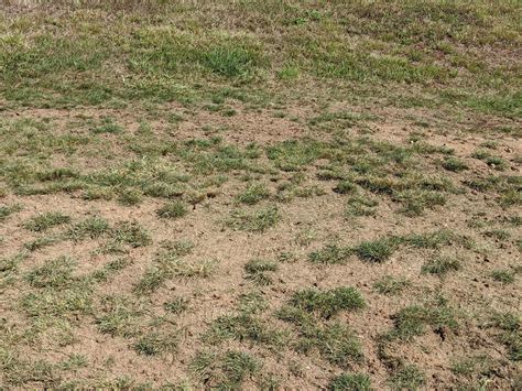 Lawn Care Repair Bare Patches