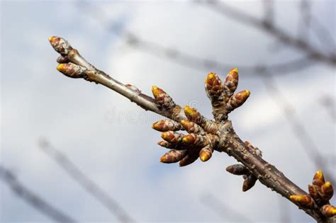 Budding Buds On A Tree Branch In Early Spring Macro Early Spring A