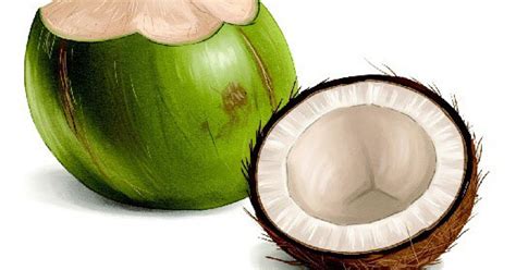 세상에서 가장 큰 열매 코코넛의 비밀 서광원의 자연과 삶 〈99〉