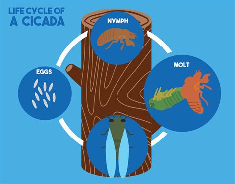 Life Cycle Of A Cicada Diagram