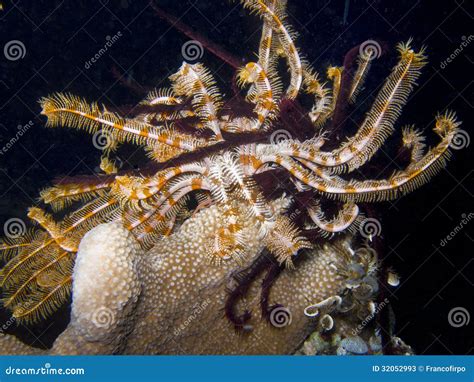 Crinoid1 Stock Image Image Of Calm Fauna Depth Background 32052993