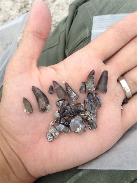 Microfossils Major Part Of Museums Public Science Project Coastal Review