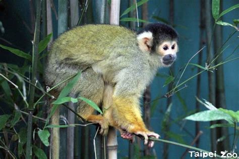 臺北市立動物園 新聞稿 黑冠松鼠猴再現享受豐富化設施