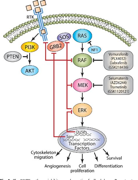 Ras Map Kinase Pathway Nf1