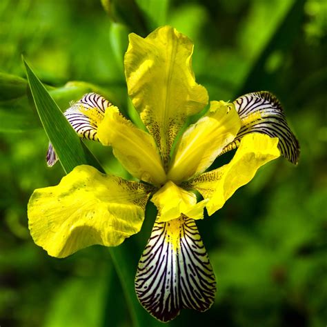 How To Transplant Hungarian Iris Ideal Time Methods And Post Care