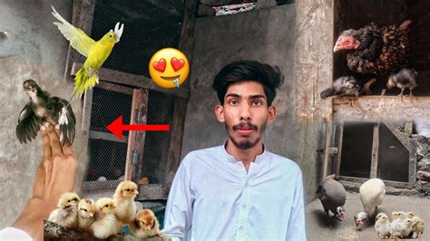 Chicks Ko Mini Cage Ma Shift Kr Dia😍 Youtube