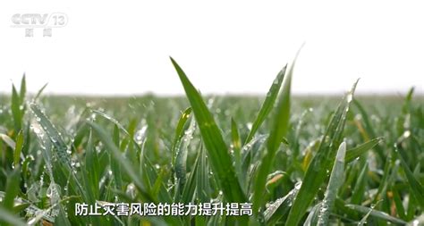 焦点访谈：中国底气 新思想夯实大国粮仓新浪新闻