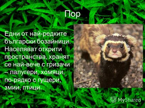 Презентация на тему Защитени бозайници в България Обща характеристика