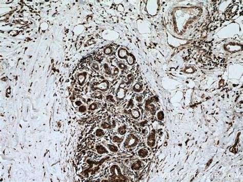 Cytochrome C Antibody 66264 1 Ig Proteintech