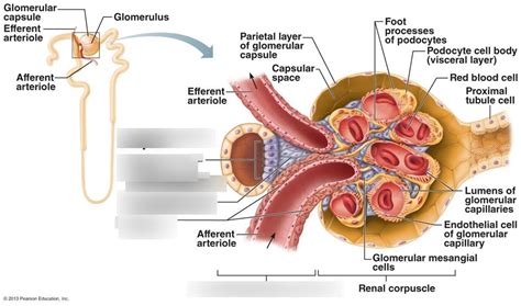 Juxtaglomerular Complex Labeling Diagram Quizlet