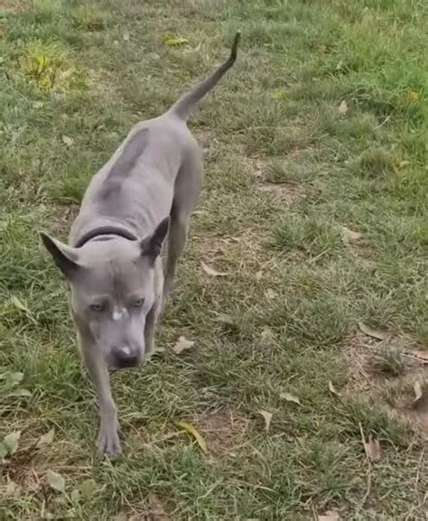 ขายสุนัขไทยหลังอาน อายุ 6 เดือน Ennxo