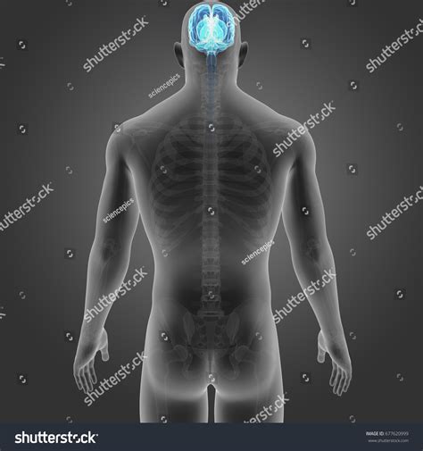 Human Brain Posterior View 3d Illustration Stock Illustration 677620999