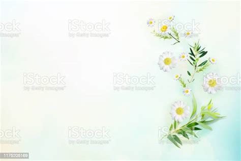 꽃 조성물 노란색 꽃과 유칼립투스로 만든 패턴은 밝은 배경에 나뭇잎 플랫 레이 상단 보기 복사 공간 데이지 0명에 대한 스톡