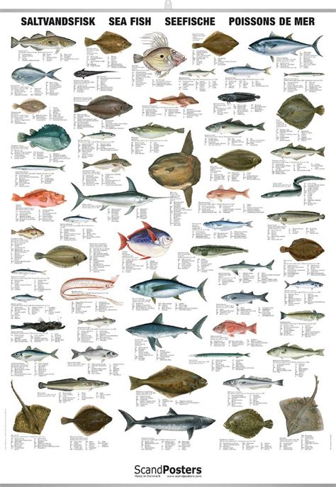 Tackle Box ID Florida Saltwater Fish Identification Card Set Three Doublesided Waterproof Cards