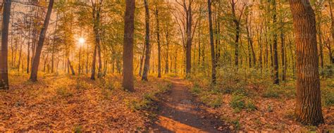 Amazing Autumn Landscape Panoramic Forest Nature Vivid Morning In