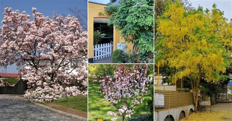21 Best Fragrant Trees Trees With Scented Flowers 21 Best Fragrant Trees Trees With Scented Flowers
