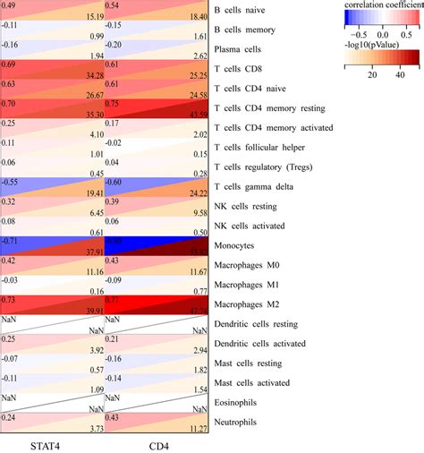 heatmap showing the correlation between feature lncrnas and immune
