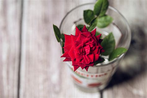 나무 테이블 배경에 고립 된 유리 꽃병에 작은 빨간 장미 꽃 0명에 대한 스톡 사진 및 기타 이미지 0명 개화기 꽃 나무 Istock