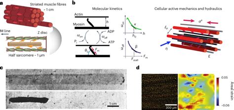 Active Hydraulics And Odd Elasticity Of Muscle Fibres Nature Physics