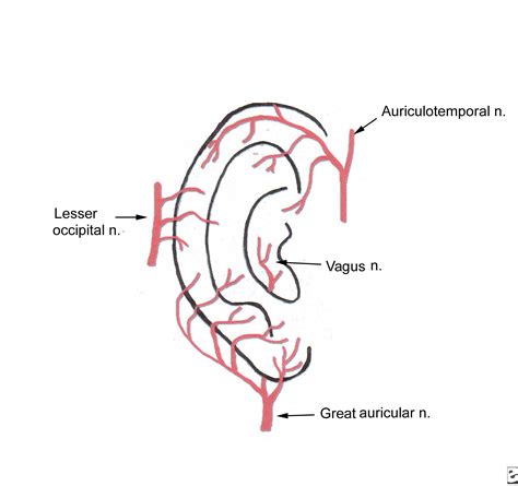 Posterior Auricular Nerve Block