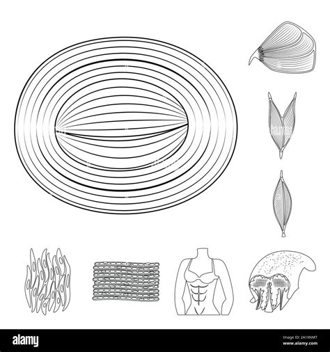 La Conception De La Fibre Et Vecteur Symbole Musculaire Collection De