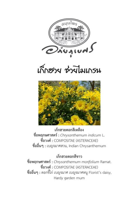 🌼 เก็กฮวย ช่วยให้หลับสบาย คลายไมเกรน สมุนไพรอภัยภูเบศร