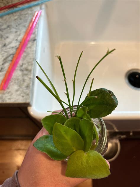 Spider Plant Babies Rproplifting