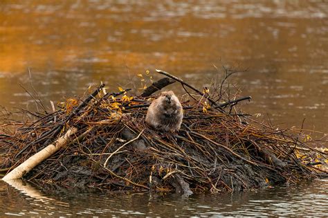 Why Do Beavers Build Dams? | Lodges, Ecosystem, Rivers, Animals, & Facts | Britannica