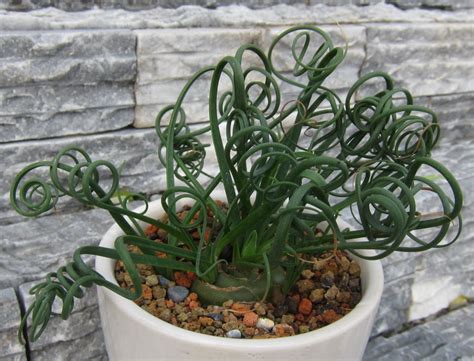 彈簧草 Albucanamaquensis 轉轉龜的養肉趣 痞客邦