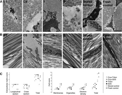 Freeze Thaw Cycles Enhance Decellularization Of Large Tendons PMC