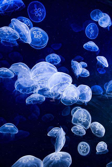 クラゲに癒されたい。幻想的なクラゲの水槽が見られる水族館7選 Retrip リトリップ クラゲ 美しい海の生き物 水族館