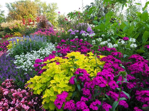 Amazon Neon Purple Dianthus With Wasabi Coleus Дизайн сада Сад Дизайн