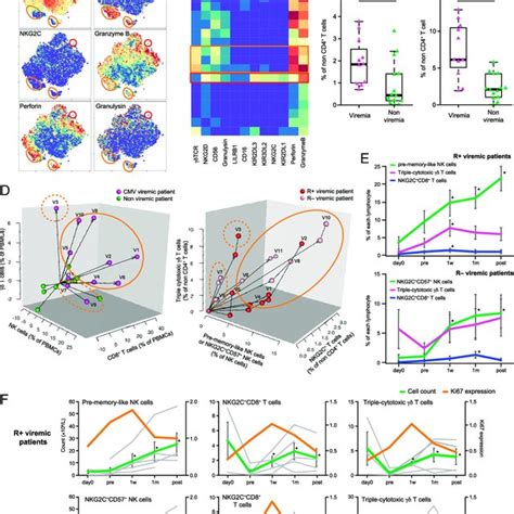 Interplay Of Nk Cells Cd8 T Cells And γδ T Cells In Viremic