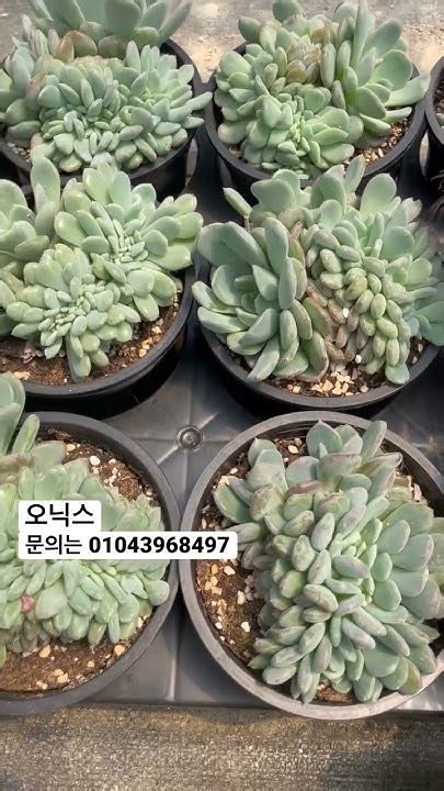 오닉스철화 곰도리다육 다육식물 다육이 다육식물키우기 양평군 다육이키우기 Succulent 양평가볼만한곳