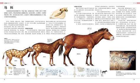 DK馬百科全書簡體書 三民網路書店