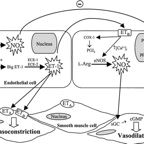 Pdf The Nitric Oxide Endothelin Connection