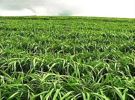 Capim Tanzânia Panicum Maximum 150gr De Sementes Mercadolivre