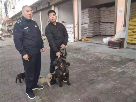 『平安守护』┃桐柏公安平氏派出所：宠物被盗又归来 锦旗一面谢民警澎湃号·政务澎湃新闻 The Paper