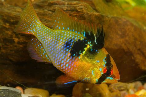 German Blue Ram Care Guide Housing Breeding And More
