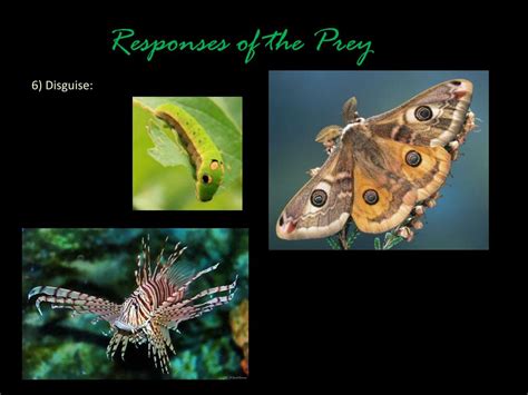 Ppt Predator Prey Relationships Powerpoint Presentation Free Download Id2084673