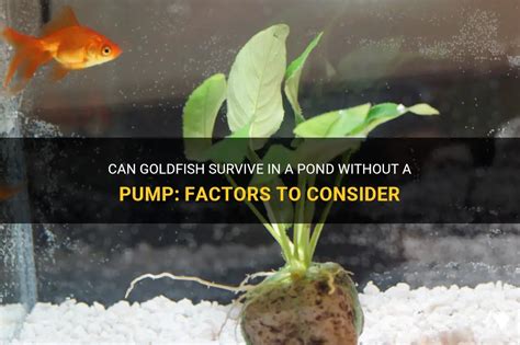 Can Goldfish Survive In A Pond Without A Pump Factors To Consider