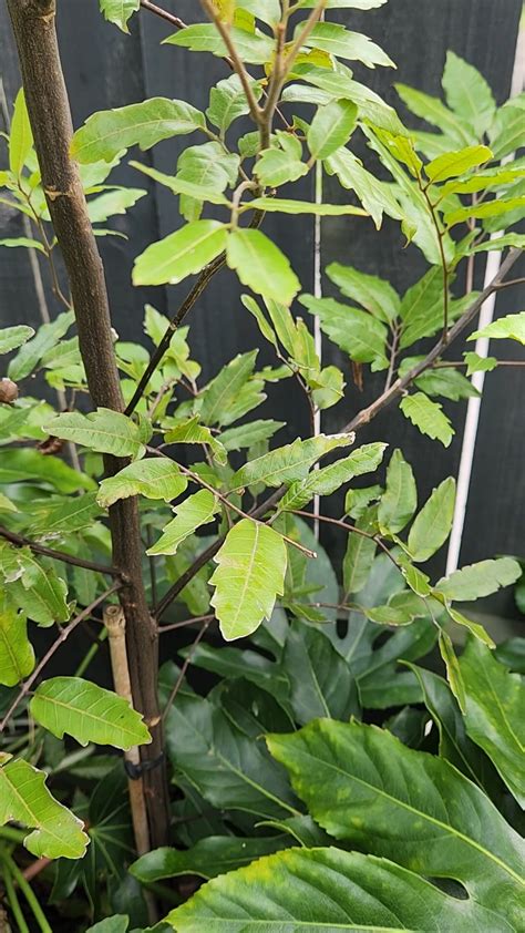 All Laafs For Training Object Detection Dataset By Tree Leaf Recognition