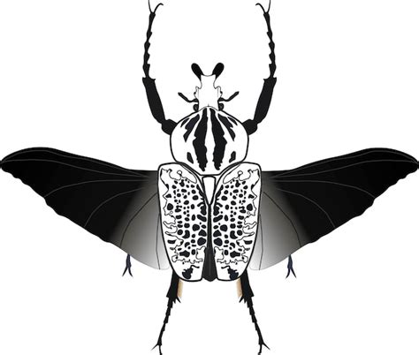 Premium Vector Goliath Beetle Vector Hand Drawn Illustration Goliathus Orientalis On White
