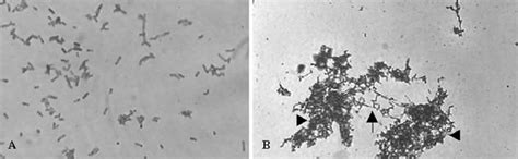 Artigo Original Doi Dx