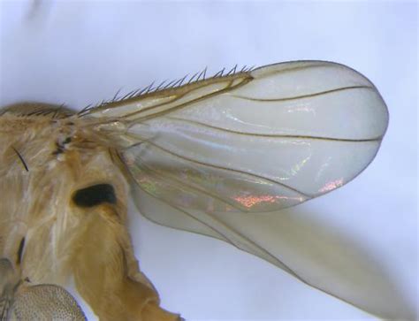 Prob Phalacrotophora Epeirae BugGuide Net