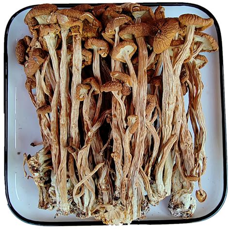 优质不开伞茶树菇干货 250克云南高原特产菌菇茶菇非野生包邮 虎窝淘