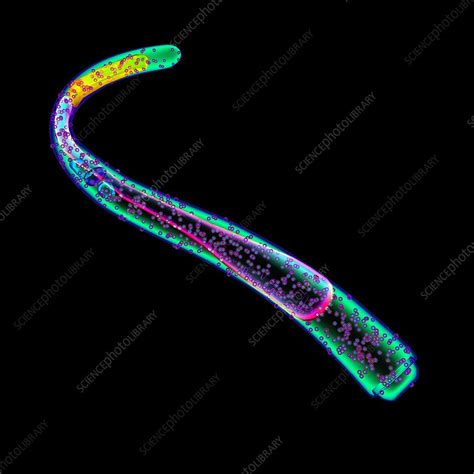 Nematode Worm Illustration Stock Image F010 8319 Science Photo