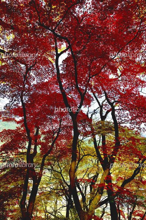 Photolibrary
