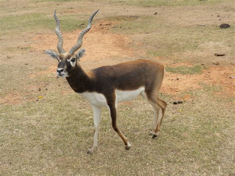 Download Blackbuck Antelope Cervicapra Wallpaper