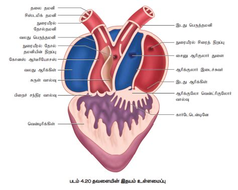 தவளை ரானா ஹெக்ஸாடேக்டைலா உள்ளுறுப்பு அமைப்பு செரிமான மண்டலம் சுவாச